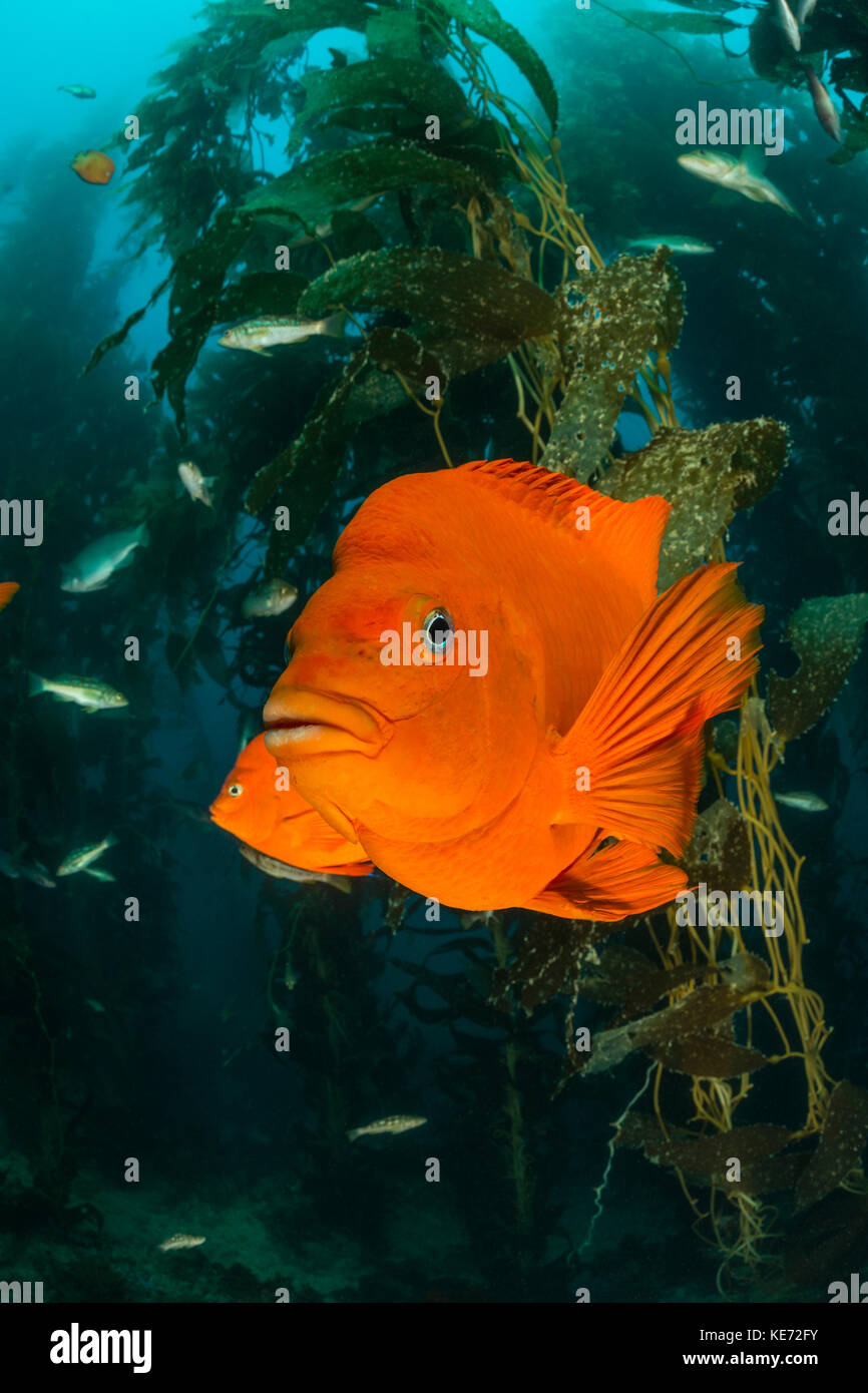 Garibaldi pr hi-res stock photography and images - Alamy