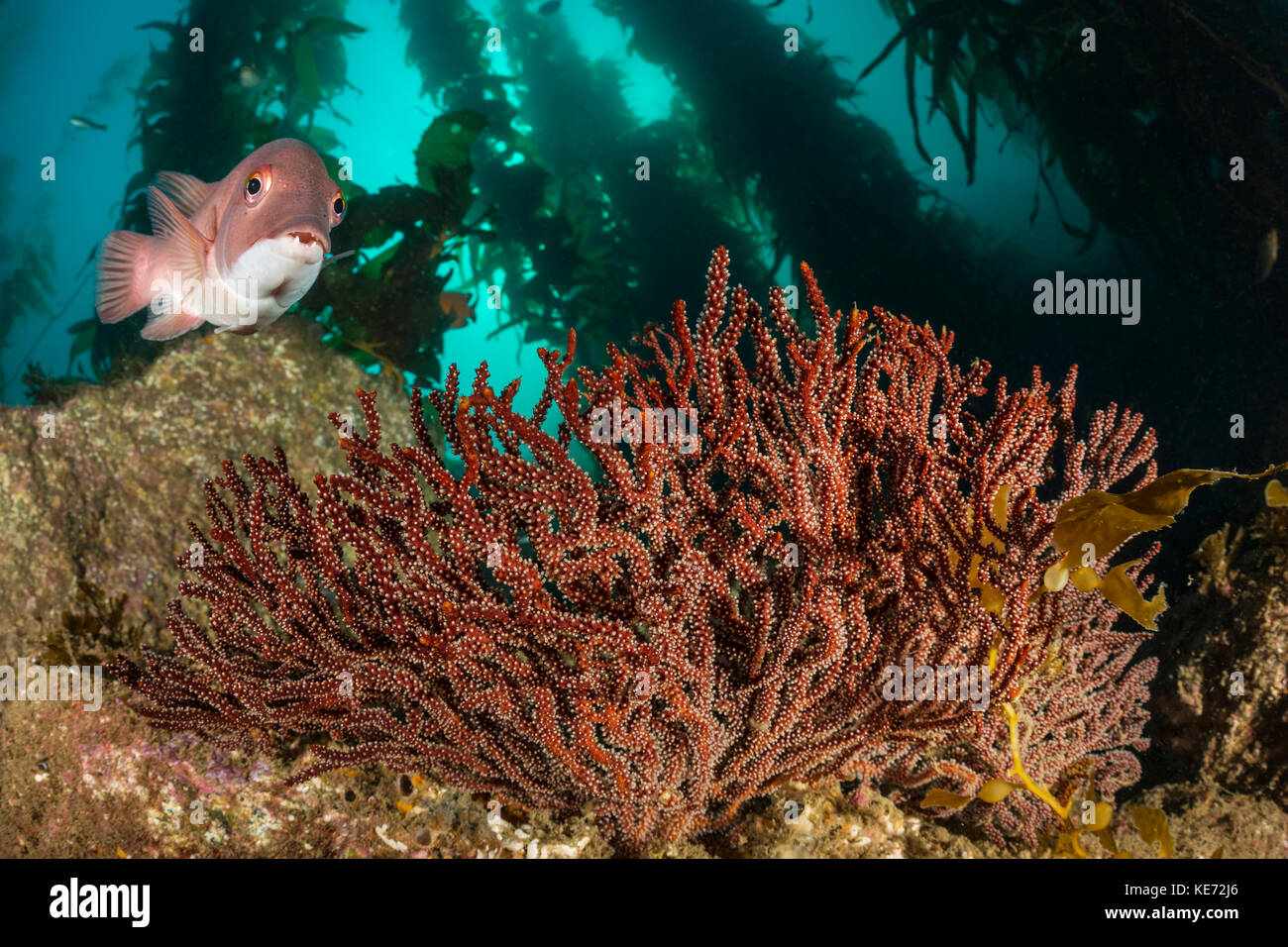 California Golden Gorgonian, Muricea californica, Catalina Island ...