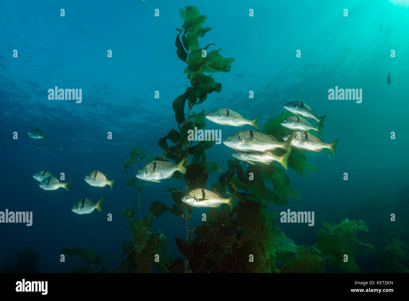 Xantic sargo hi-res stock photography and images - Alamy