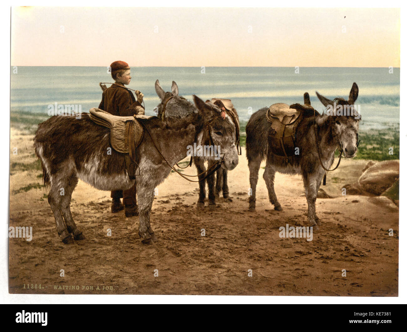 This photo shows donkeys waiting for work in England, captured in the ...