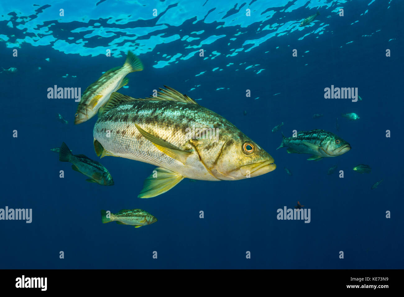 Calico Bass Freshwater