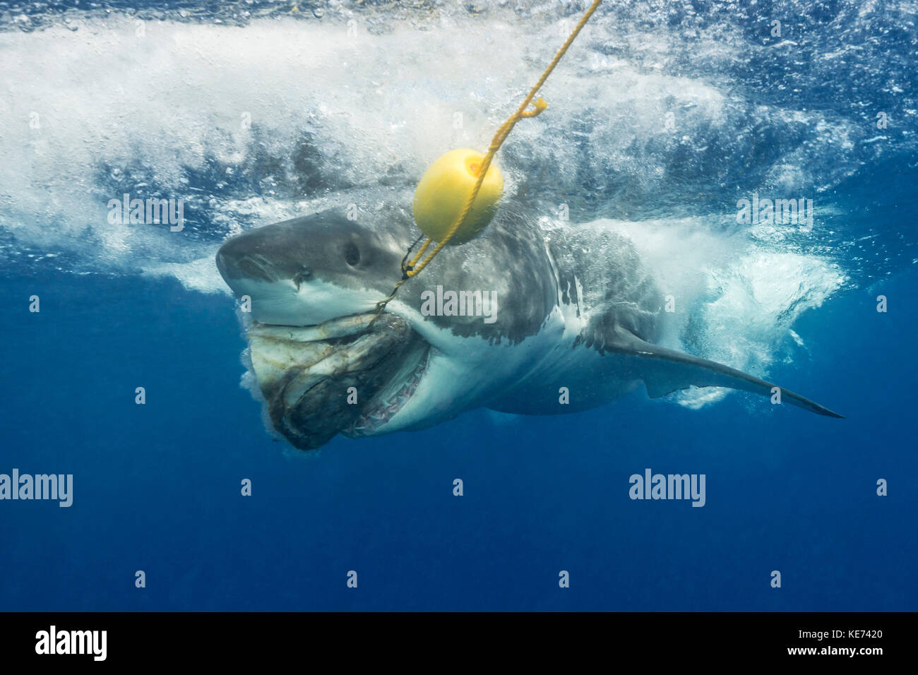 Great White Shark, Carcharodon carcharias, Guadalupe Island, Mexico ...
