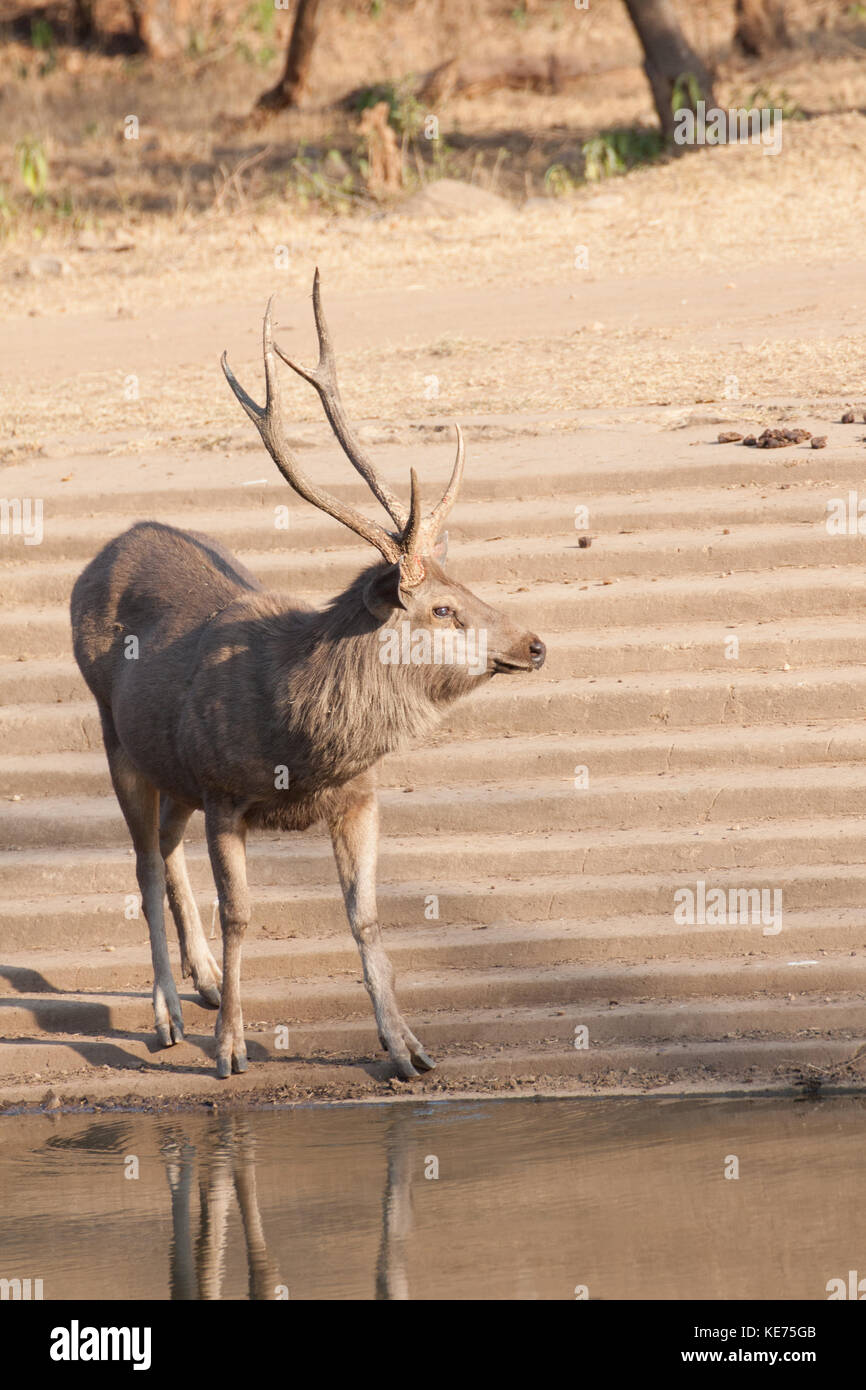 The sambar (Rusa unicolor) is a large deer native to the Indian ...