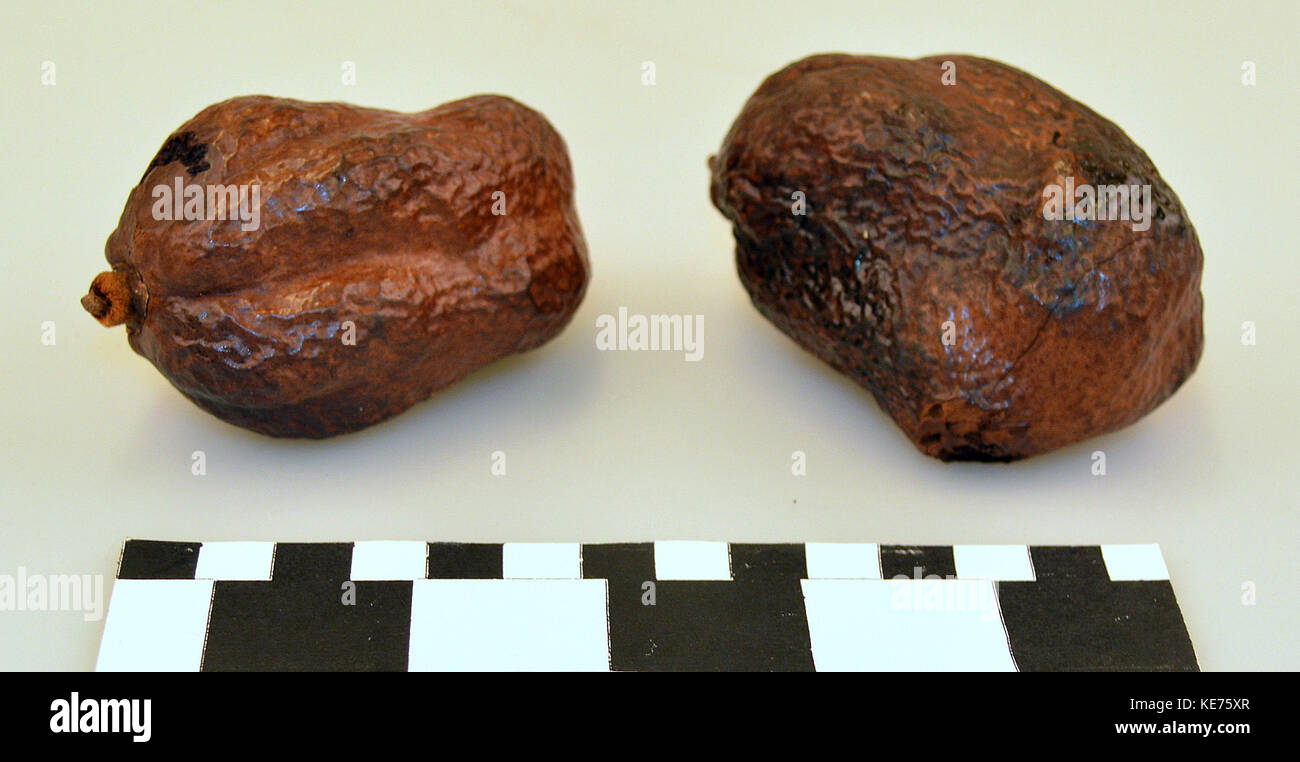 Two Doum Nuts from Egypt Stock Photo - Alamy