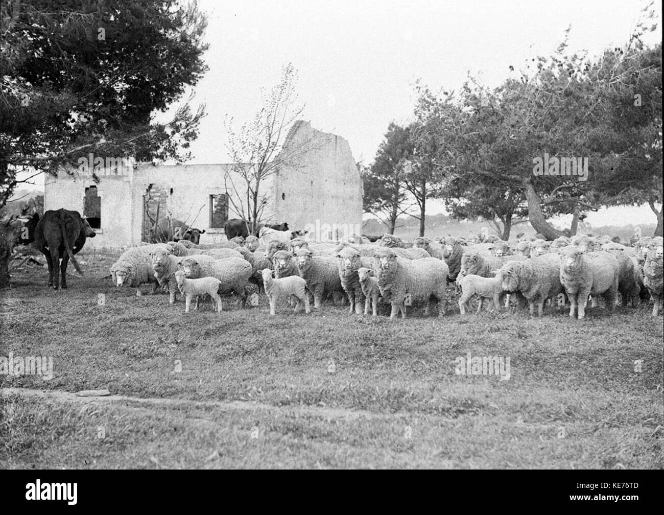 Merino sheep Black and White Stock Photos & Images - Alamy