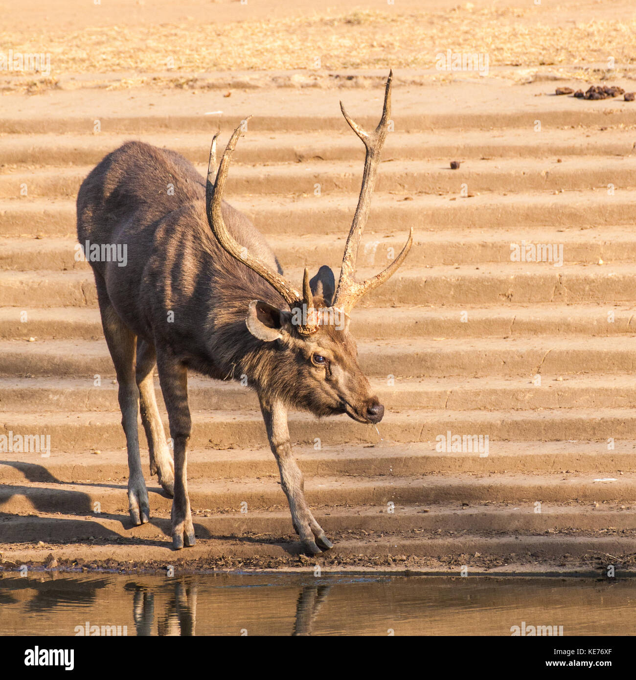 The sambar (Rusa unicolor) is a large deer native to the Indian ...