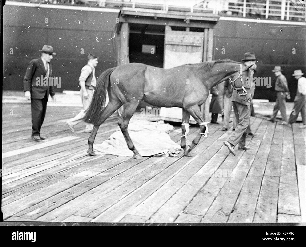 Arrival animals hi-res stock photography and images - Alamy
