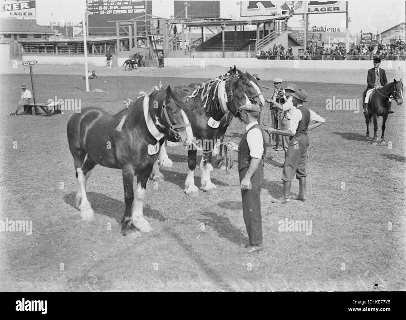 Champion lineage hi-res stock photography and images - Alamy