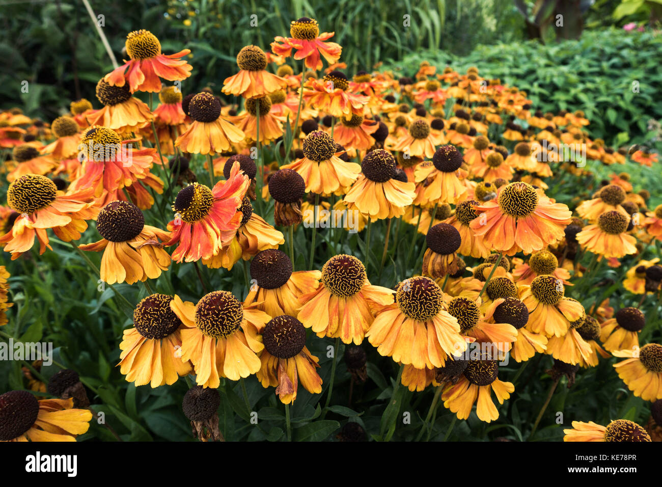 Helenium waltraut hi-res stock photography and images - Alamy