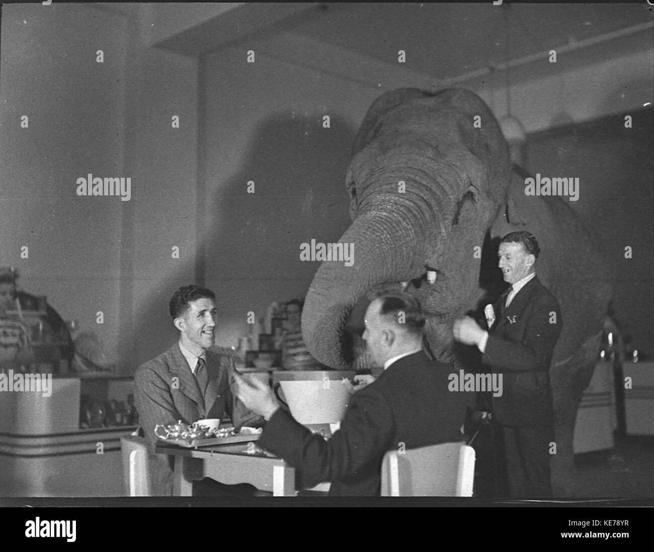 23310 Elephants tea party Stock Photo - Alamy