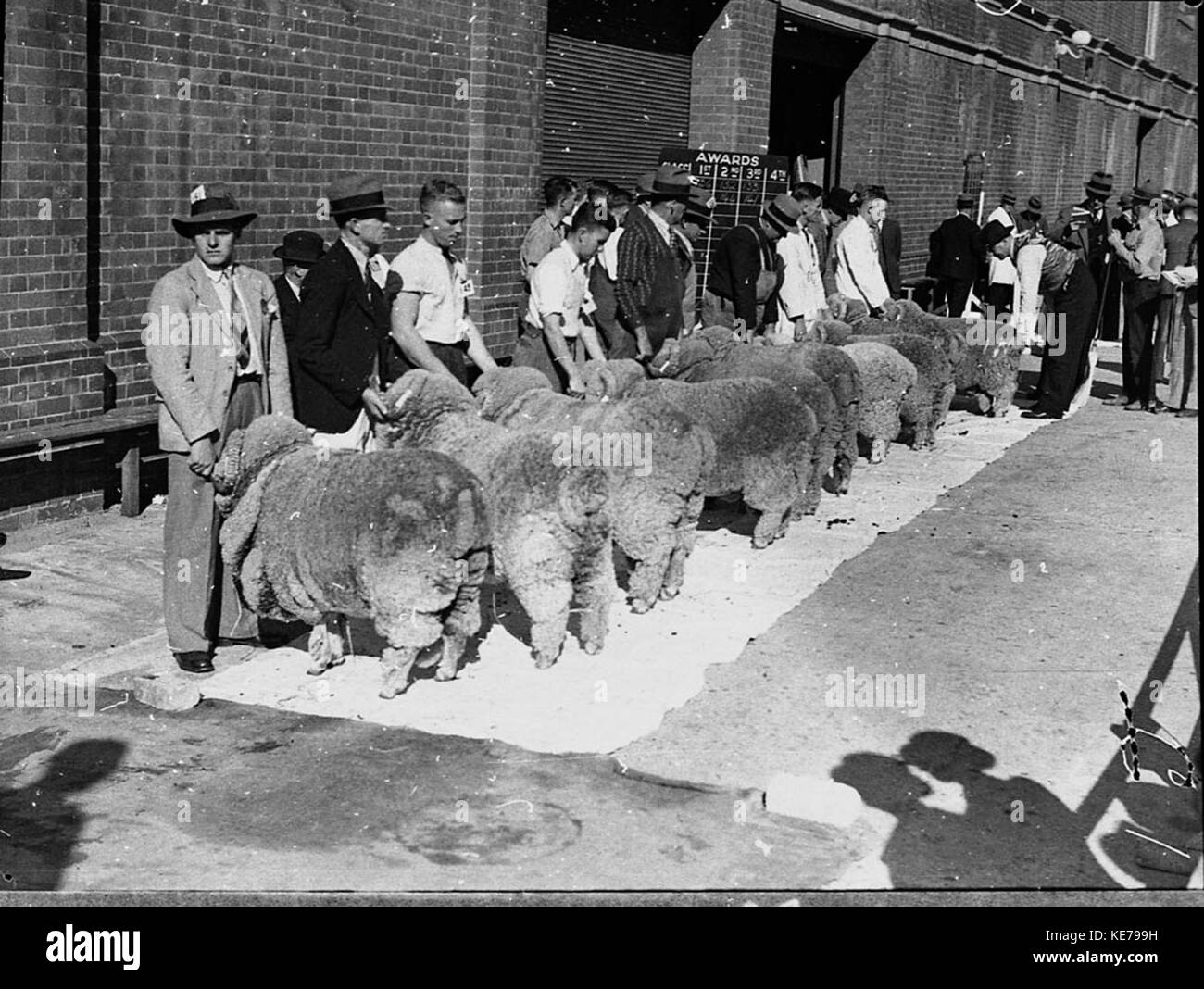 20305 First day judging Sheep Show Stock Photo - Alamy