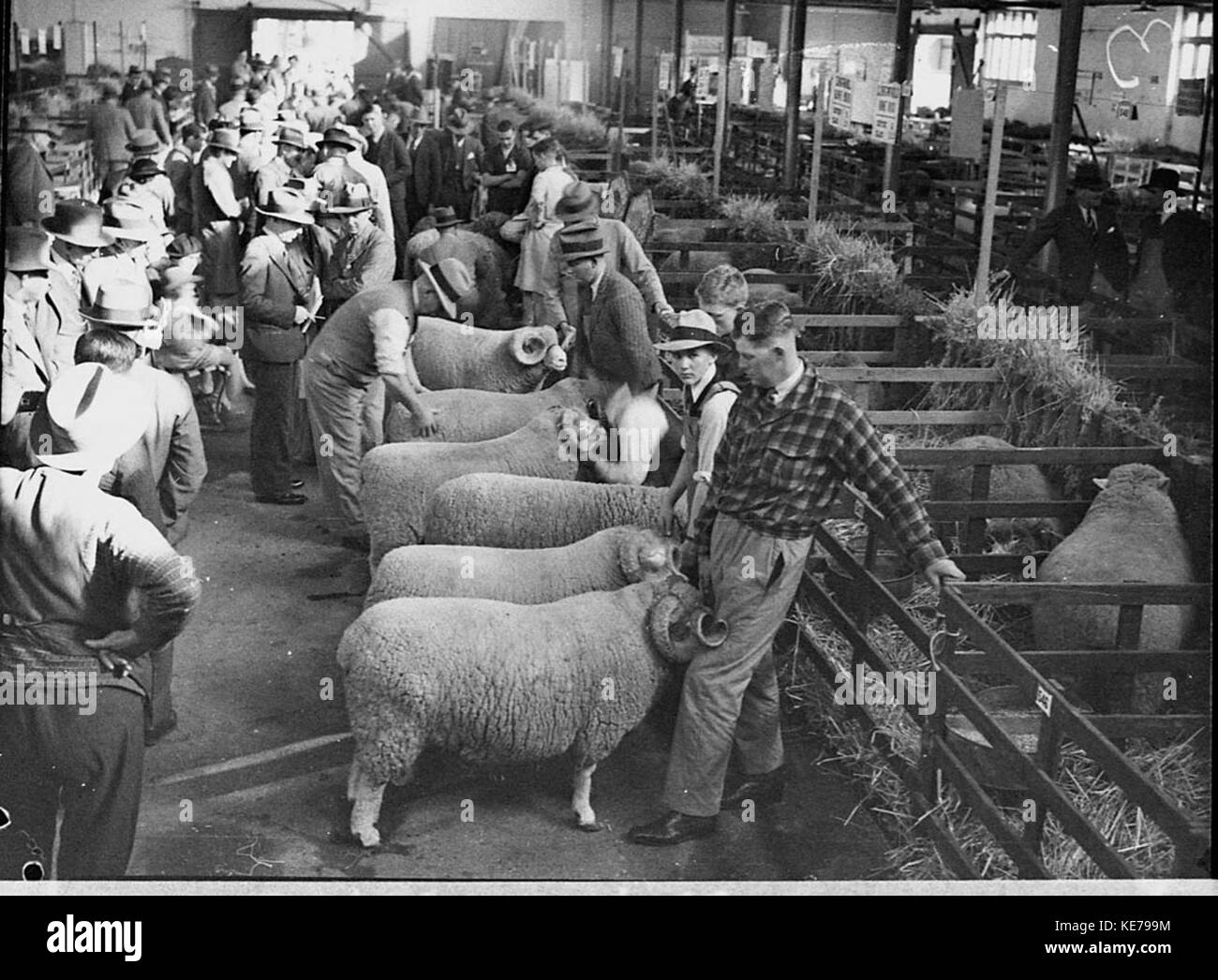 Sheep judging Black and White Stock Photos & Images - Alamy