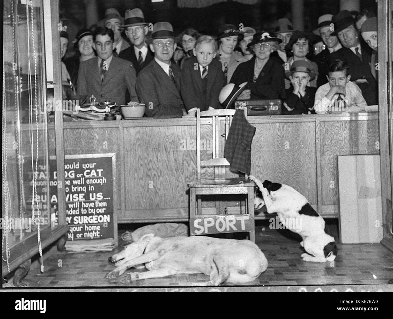 19914 Performing dogs taken for Grace Bros Stock Photo - Alamy