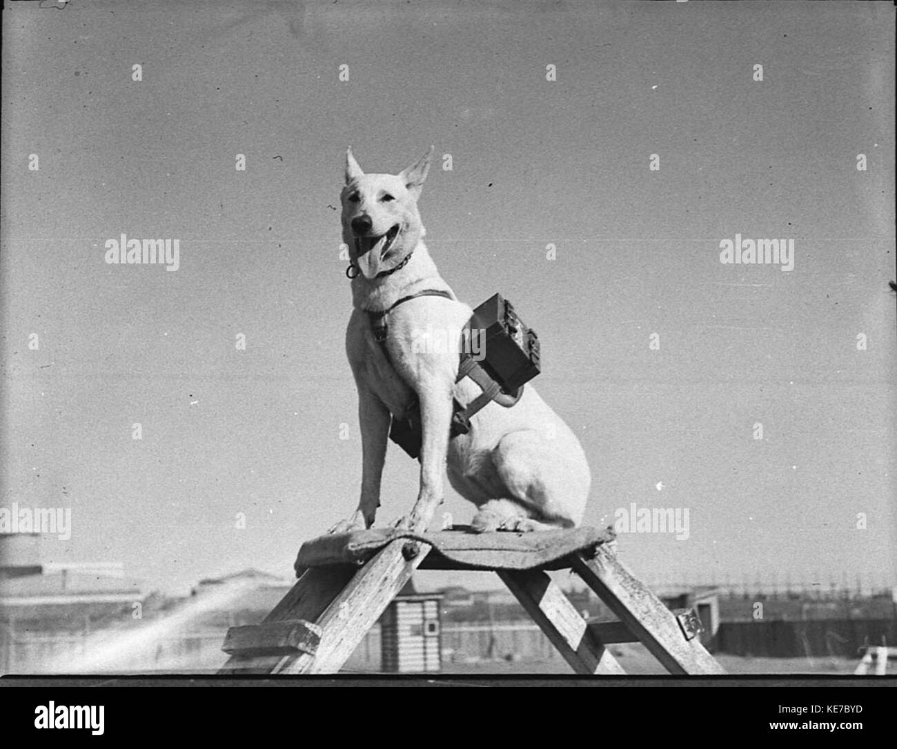 A photograph of police dog Zoe, equipped with a receiving set on her ...