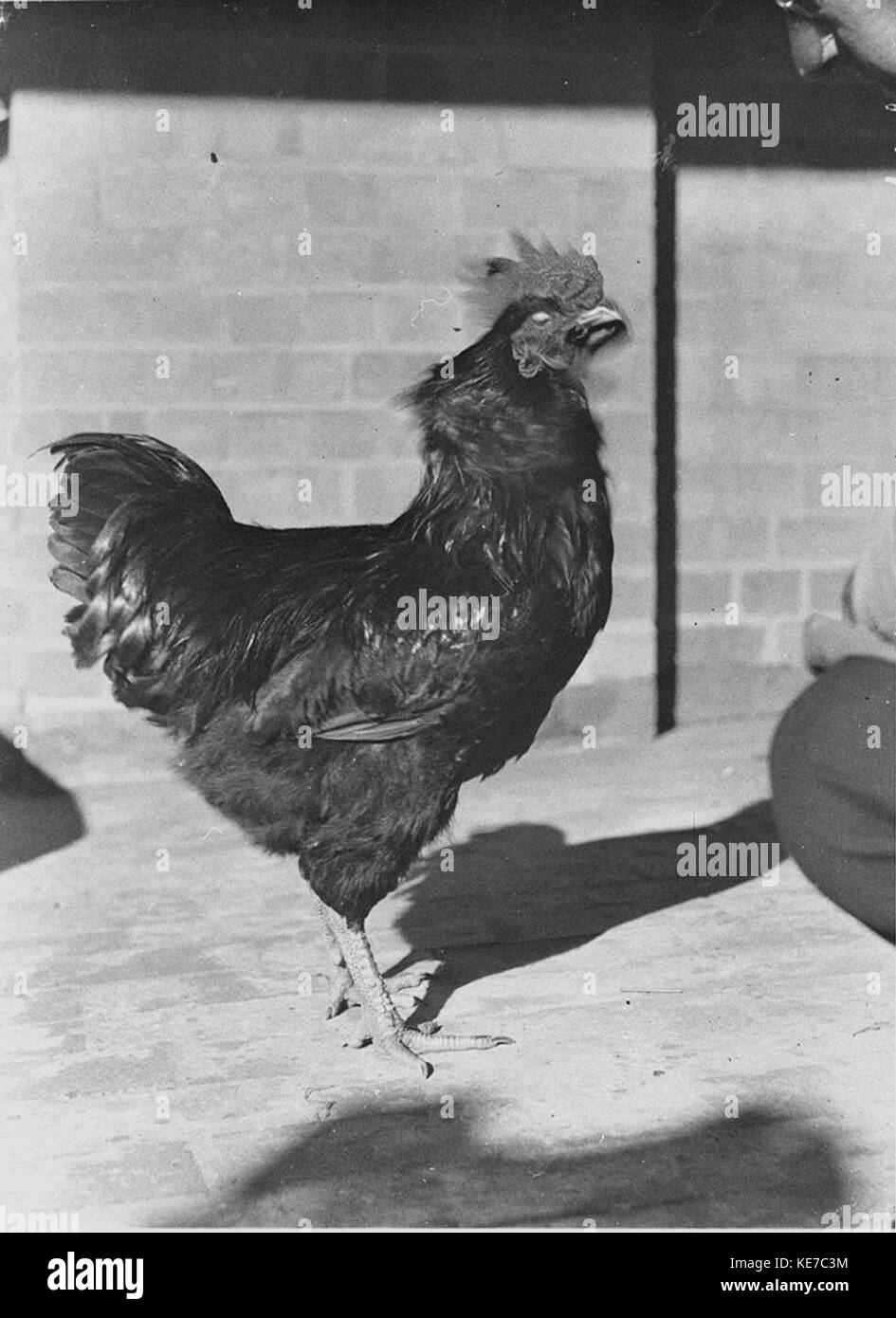 Bird collection Black and White Stock Photos & Images - Alamy