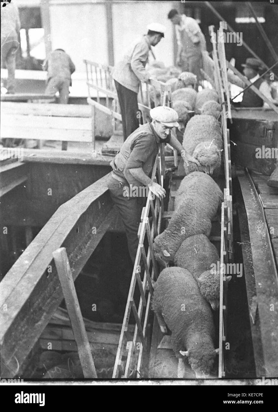 82216 Sheep for Japan Stock Photo - Alamy