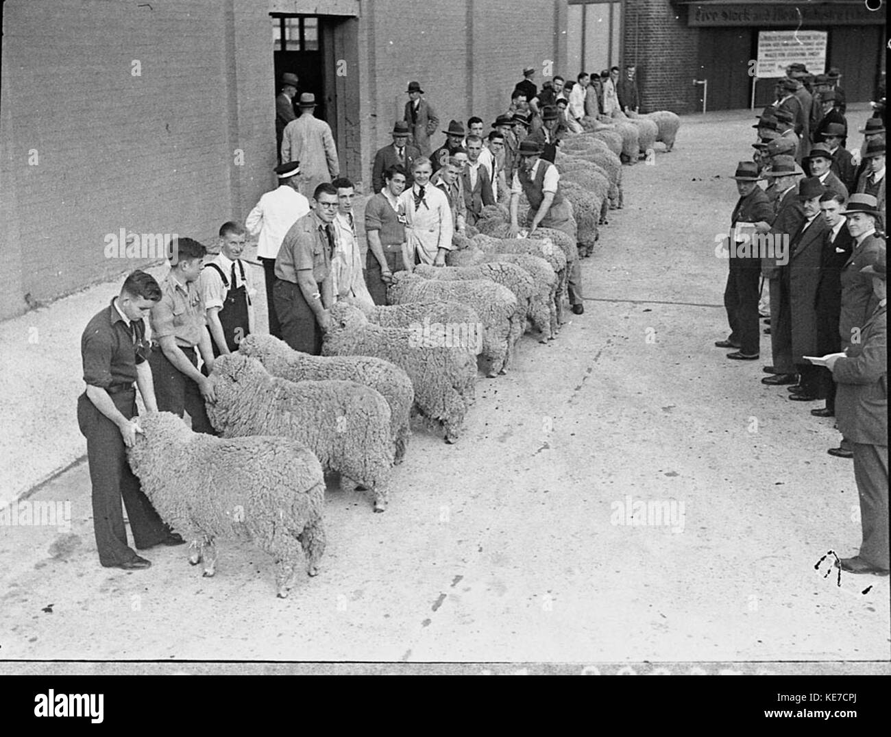 20317 Sheep show at Showground Stock Photo - Alamy