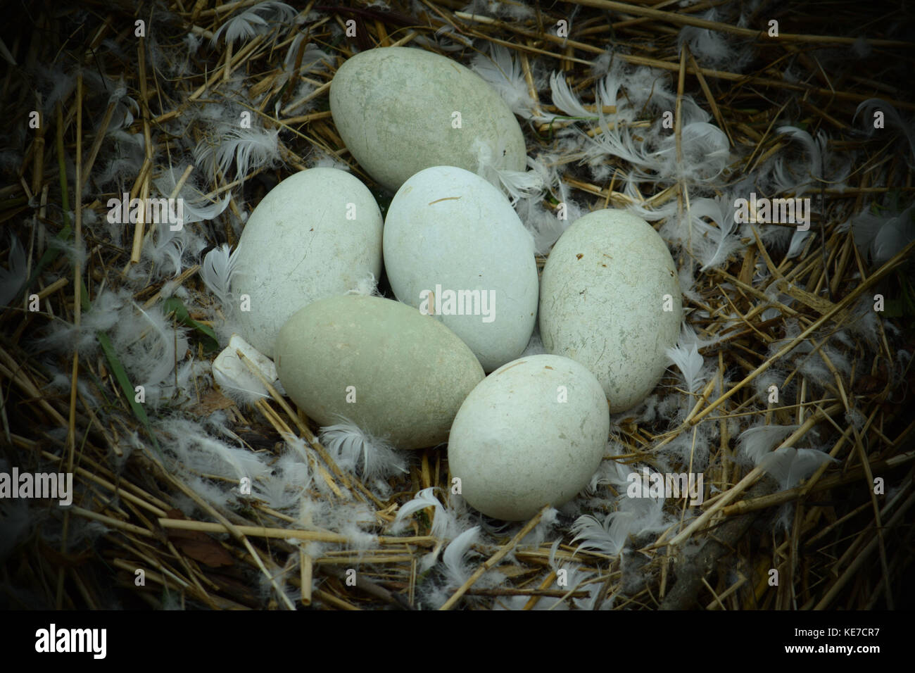 Goose eggs in a nest Stock Photo - Alamy