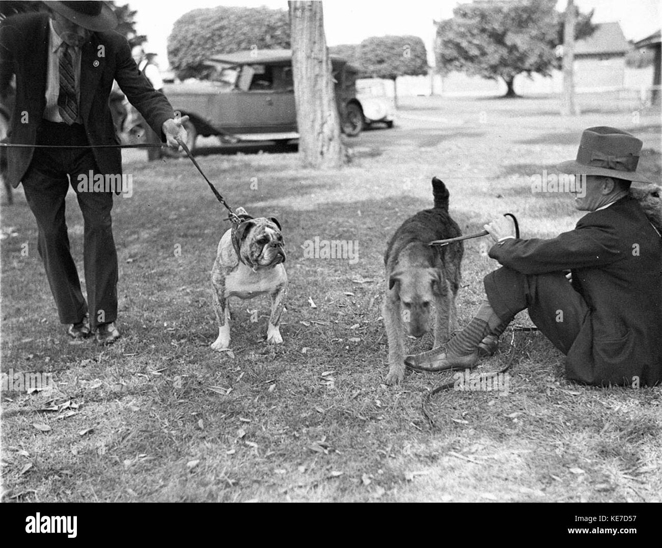 7291 Study of a bulldog glaring at an Irish terrier Stock Photo - Alamy