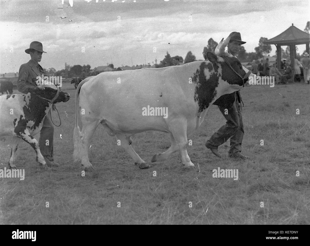 Prize winning cattle Black and White Stock Photos & Images - Alamy