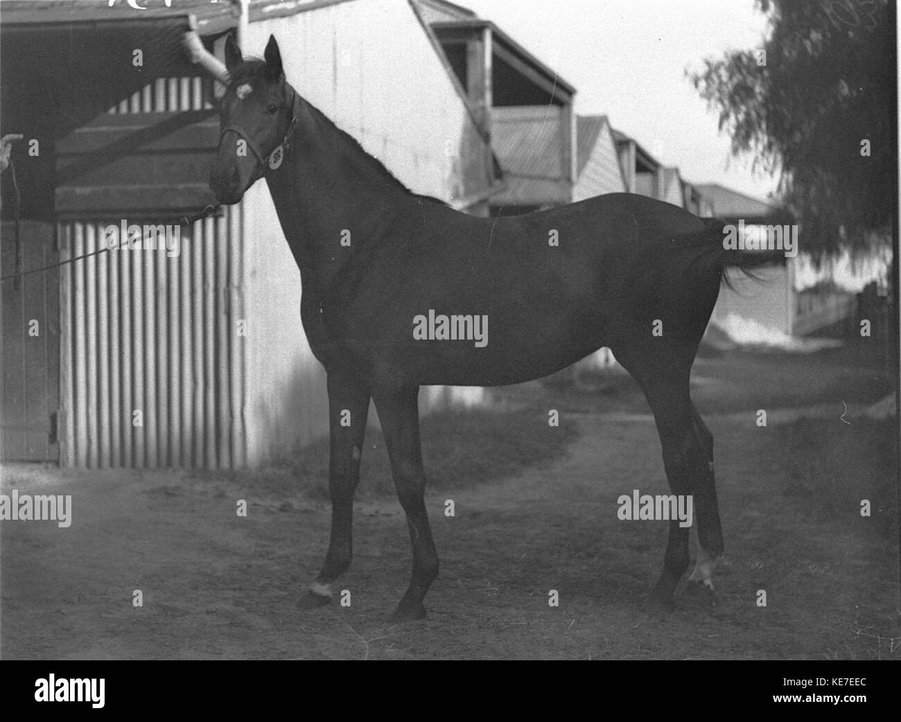 43736 Yearling horse sales at Inglis Newmarket Auction Stock Photo - Alamy