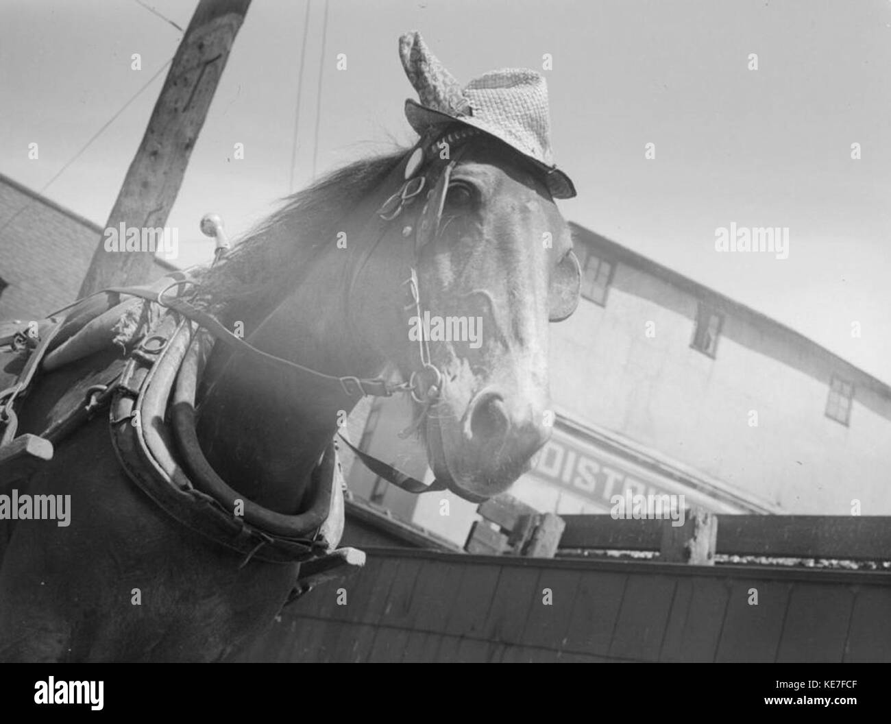 Animal summer heat Black and White Stock Photos & Images - Alamy