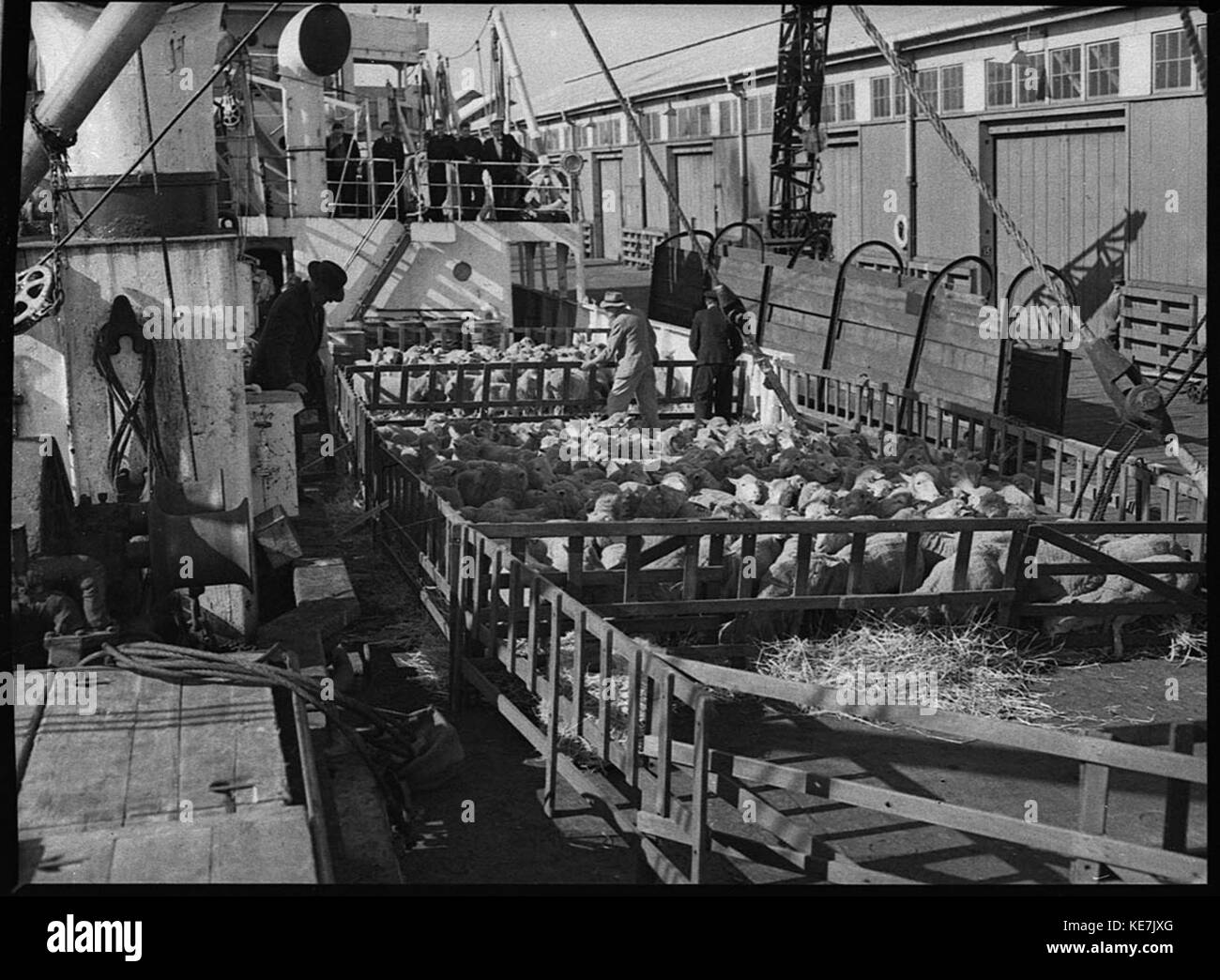 32278 Loading sheep onto ship Stock Photo - Alamy