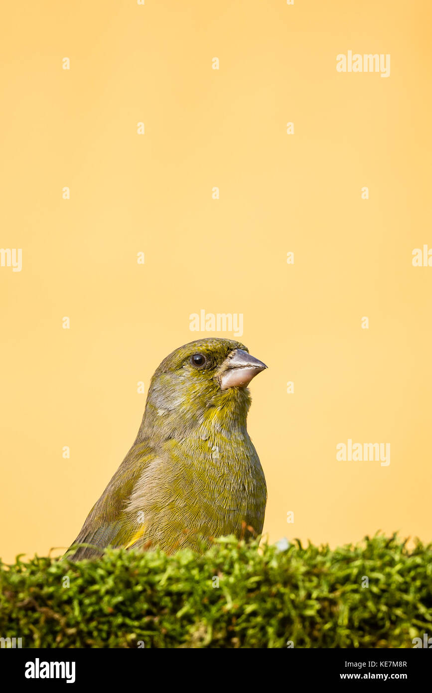 Partially covered face hi-res stock photography and images - Alamy