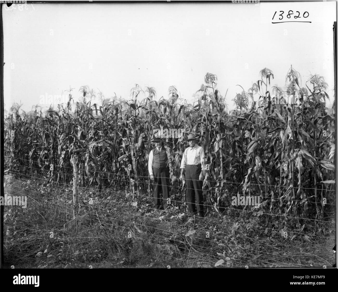 Two corn Black and White Stock Photos & Images - Alamy