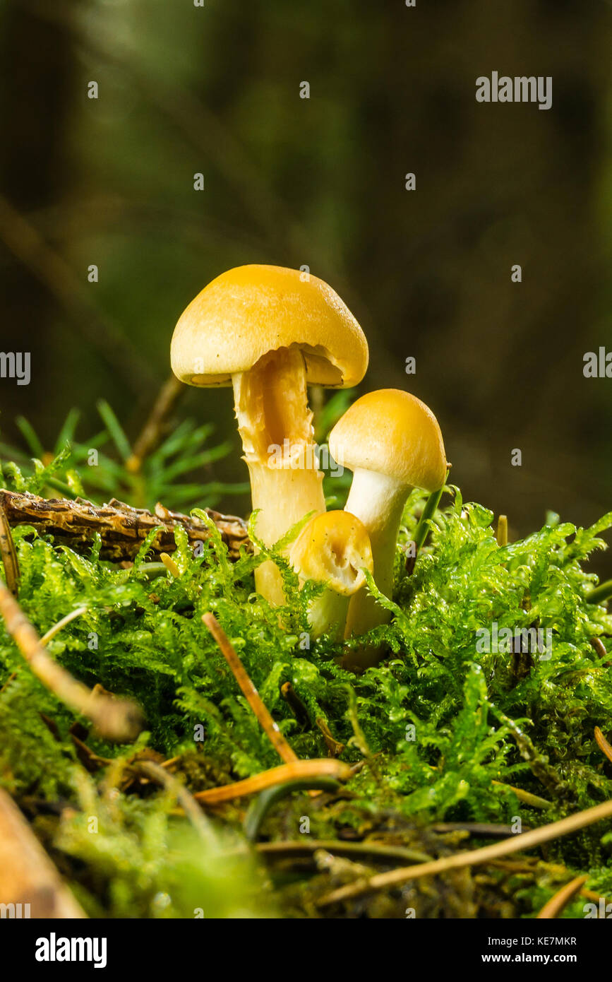 Vertical photo of nice three yellow toadstools. Young mushrooms grow ...