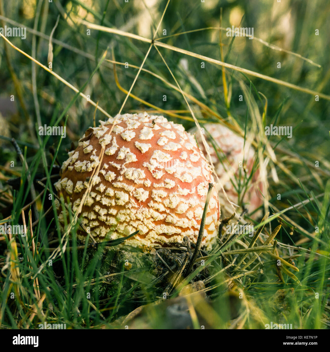 Square photo of nice couple of red toadstools. Young mushrooms grows ...