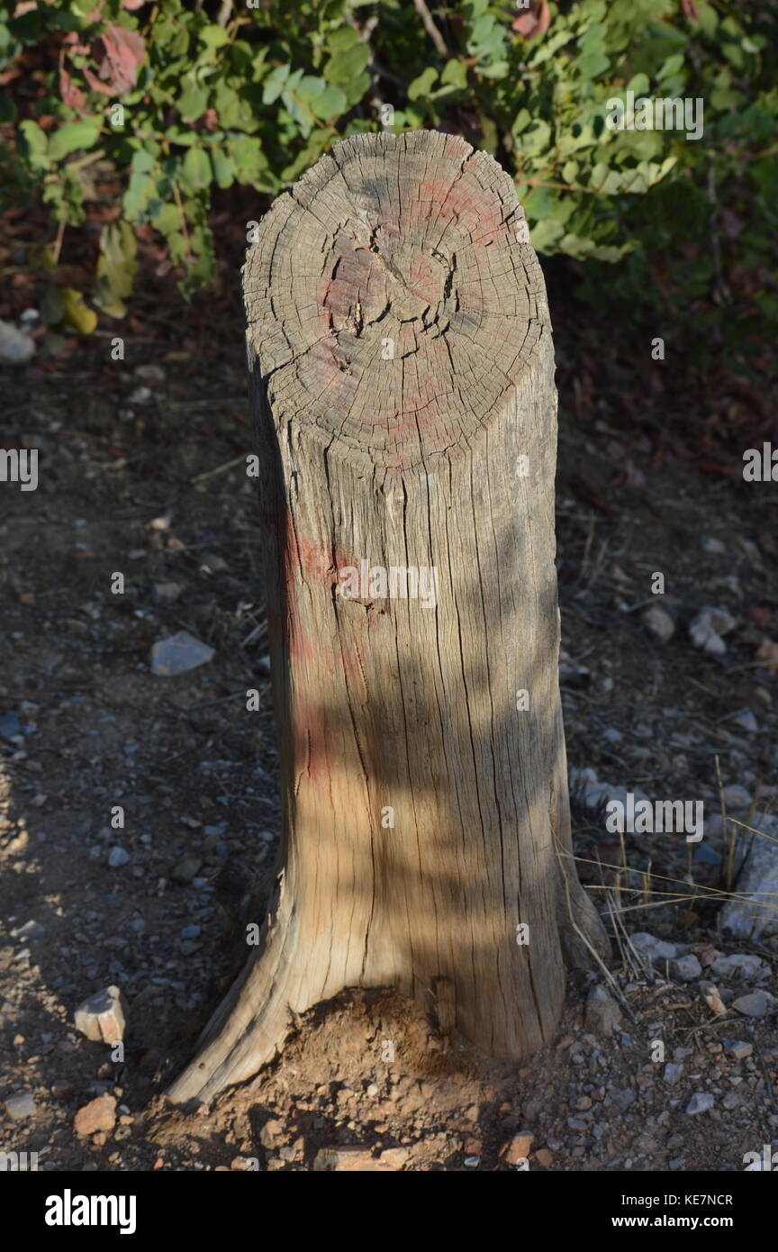 Trunk tree hi-res stock photography and images - Alamy