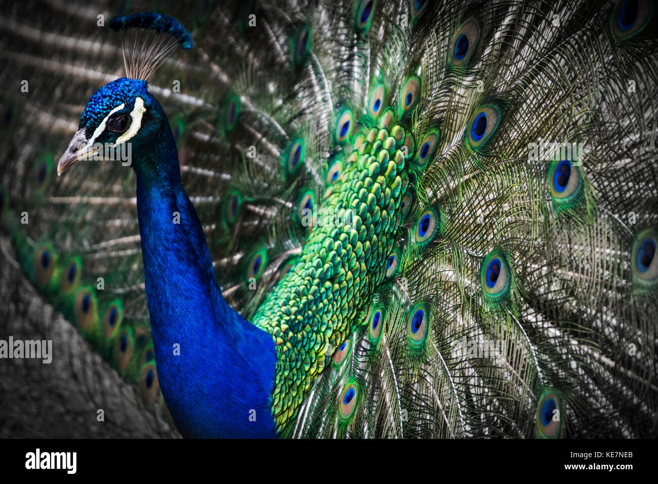 Close up peacock standing hi-res stock photography and images - Alamy