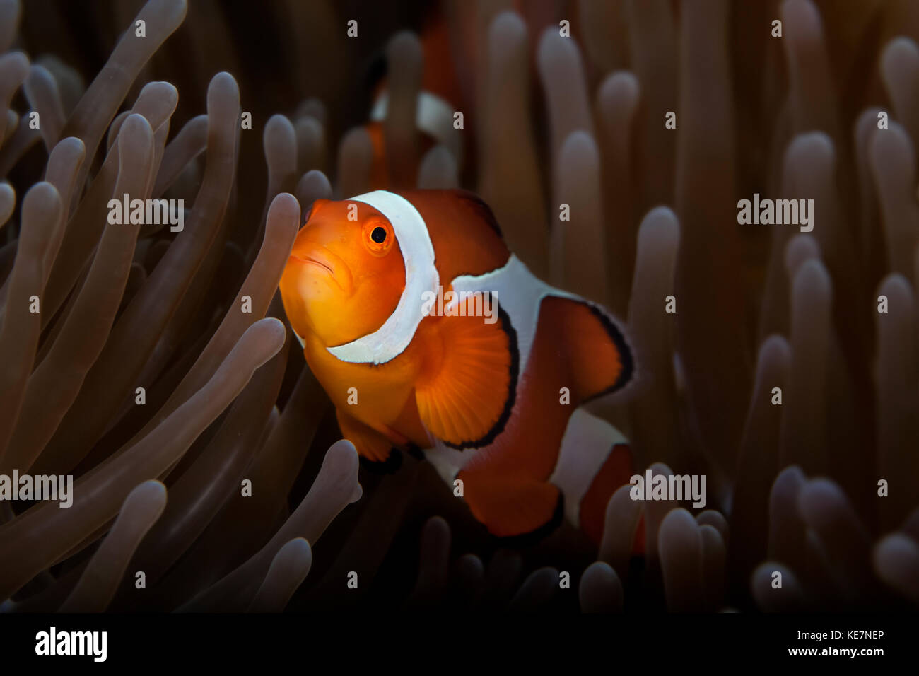 Clownfish (Amphiprioninae) In Anenome; Anda, Bohol, Central Visayas ...