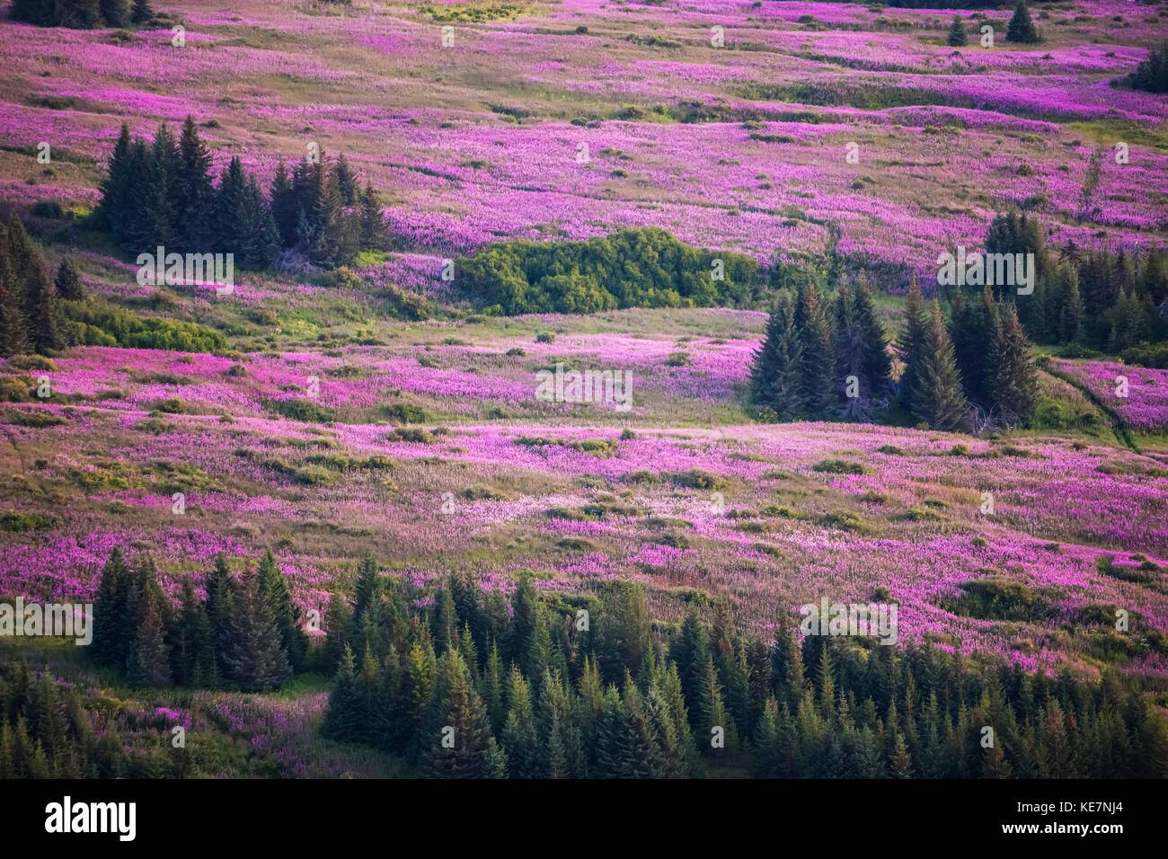Field Of Fireweed (Chamaenerion Angustifolium); Alaska, United States ...