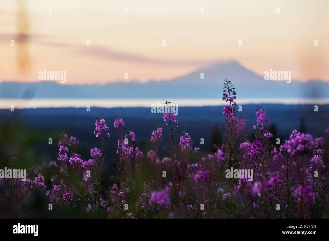 Field Of Fireweed (Chamaenerion Angustifolium) At Sunset; Alaska ...