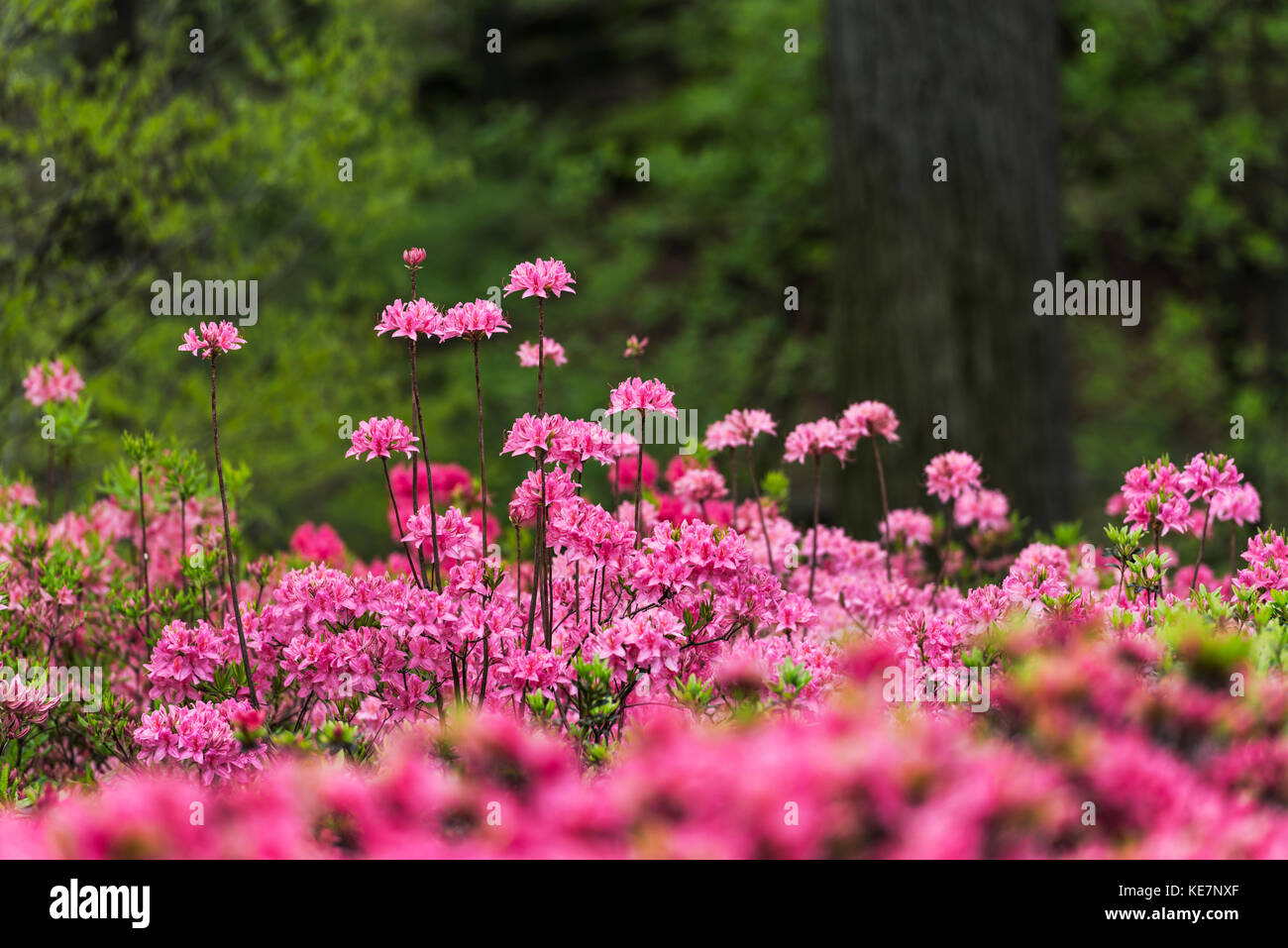 Azaleas And Rhododendron (Ericaceae), New York Botanical Garden; Bronx ...
