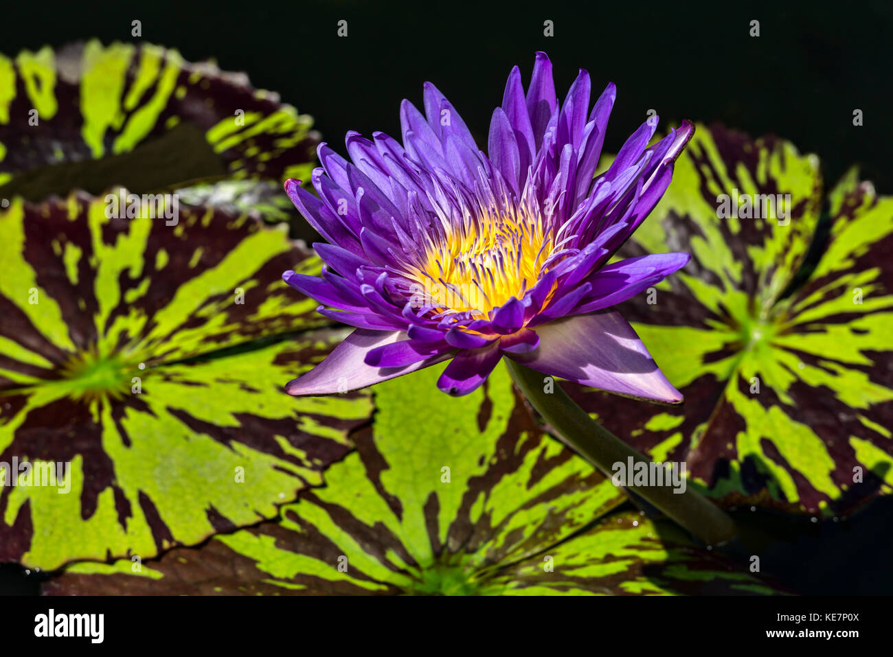 Tropical Waterlilies (Nymphaea), 'blue Aster' Nymphaeaceae, New York ...