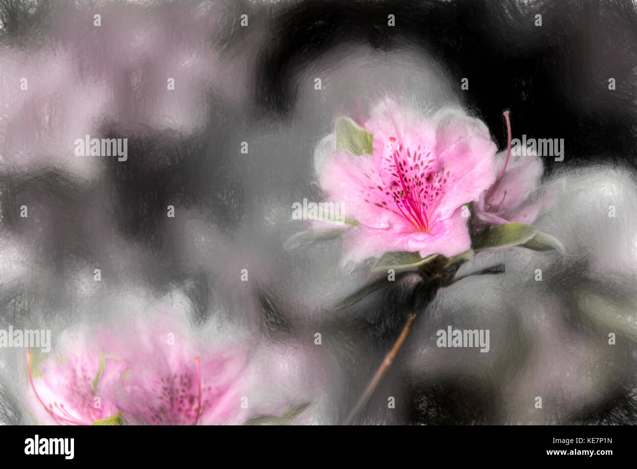 Gable Hybrid Azaleas (Ericaceae), 'karen' Rhododendron, New York ...