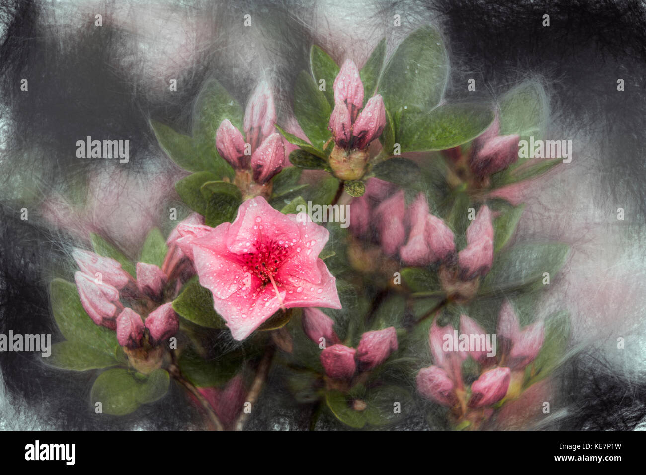 Weston Hybrid Azaleas (Rhododendron), 'pink Clusters' Ericaceae, New ...
