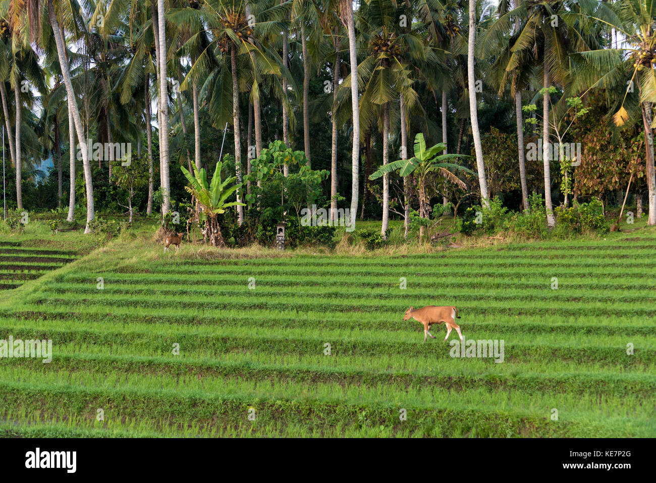 Paddy field cow hi-res stock photography and images - Alamy