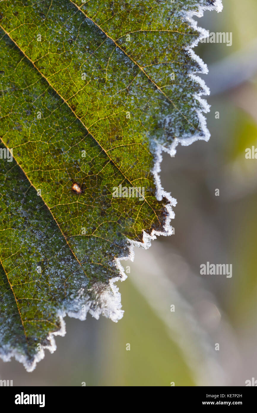 Close-Up Of An Alder Leaf With A Frosty Edge; Alaska, United States Of ...