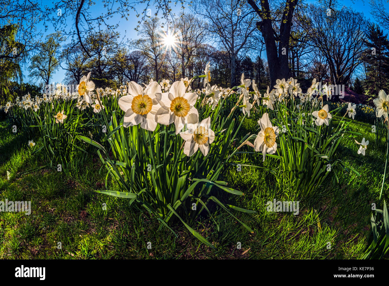 New york botanical garden daffodil hi-res stock photography and images ...