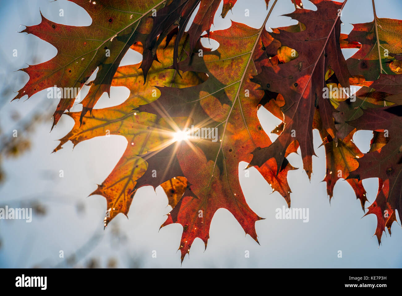 Sun flare through autumn tree hi-res stock photography and images - Alamy