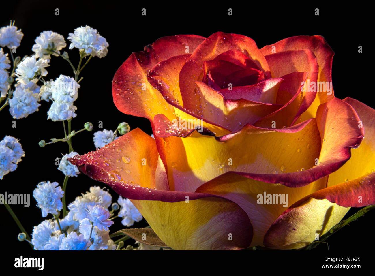Backlit flower rose hi-res stock photography and images - Alamy