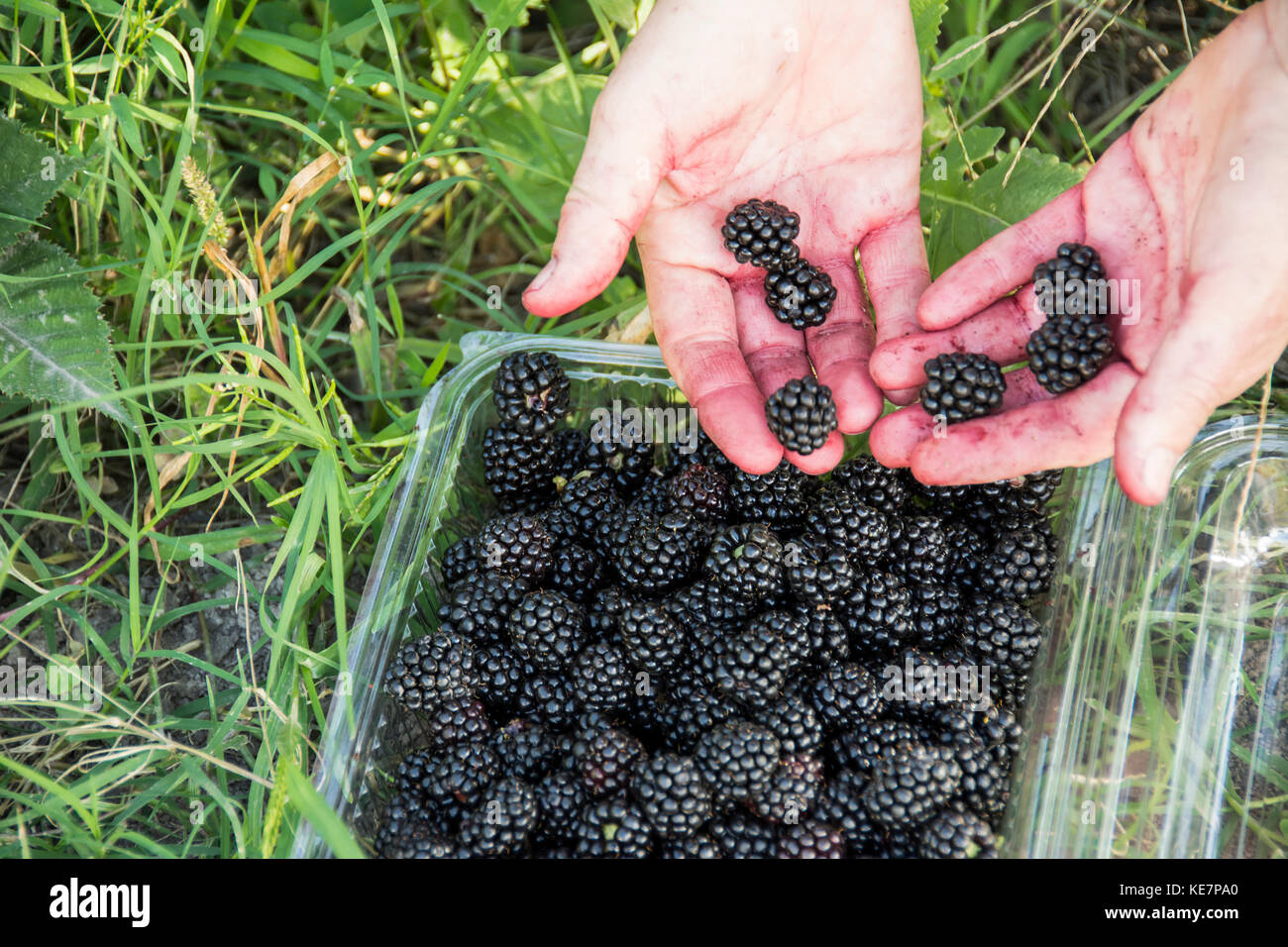 Woman's Hand Showing Freshly Picked Blackberries; Tunuyan, Mendoza ...
