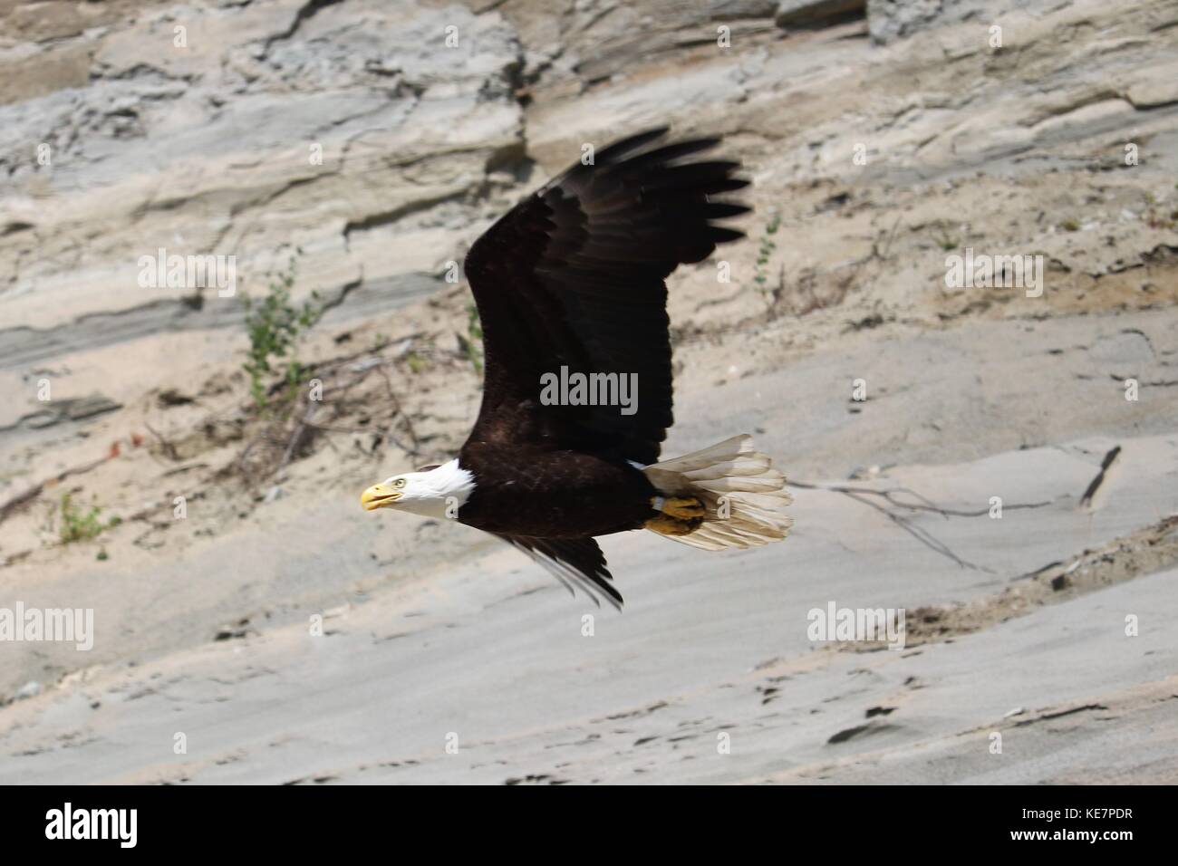American Bald Eagle Over Puget Sound High Resolution Stock Photography ...