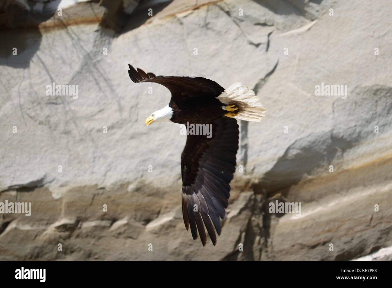 American bald eagle over puget sound hi-res stock photography and ...