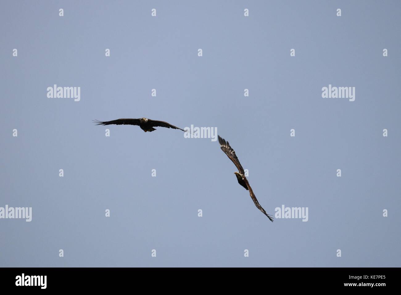 American bald eagle over puget sound hi-res stock photography and ...