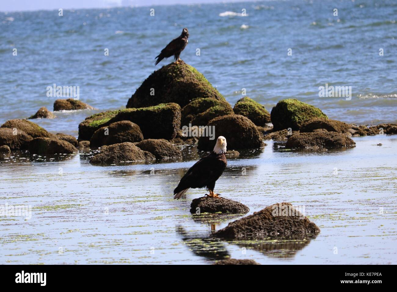 American Bald Eagle Over Puget Sound High Resolution Stock Photography ...